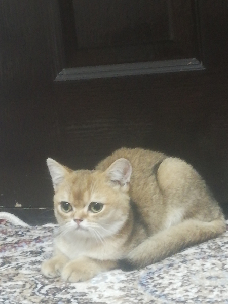 Британская короткошерстная