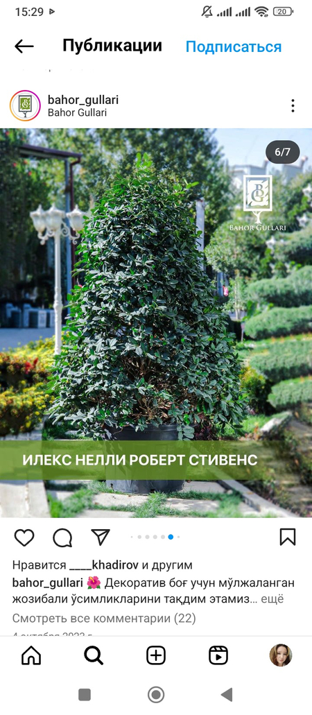 Оживите свой участок с итальянскими цветами и деревьями!