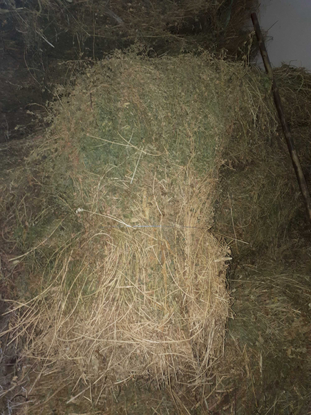 Katta katta qilib bog'langan beda xashak