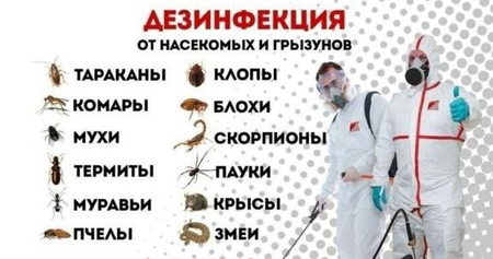 Дезинфекция хизмати, дарахтларни дорилаш