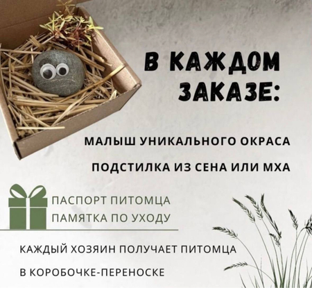 Камень питомец