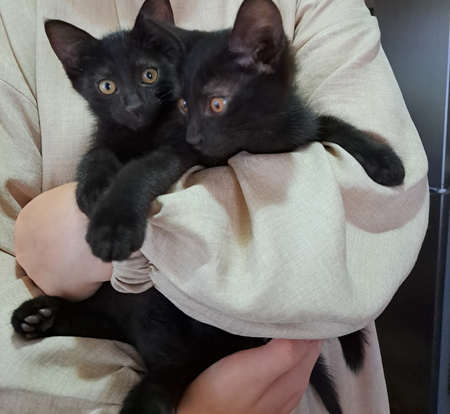 Котят в добрые руки