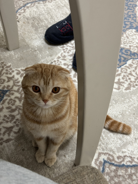 Ищем кошку для вязки