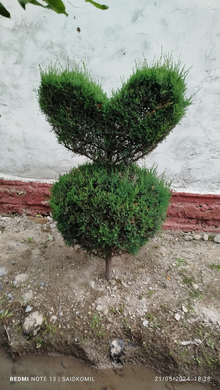 Archa kesish xizmati