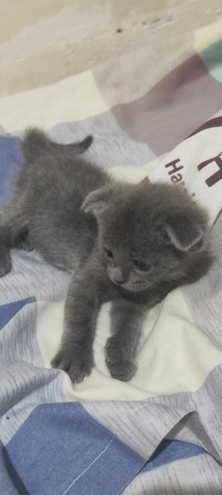 Котёнок пароди скотиш