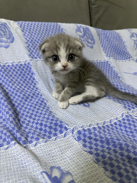 Фолд и страйт котята