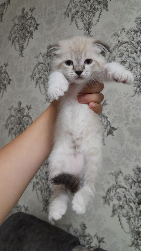 Котёнок белый 1,5 месяца