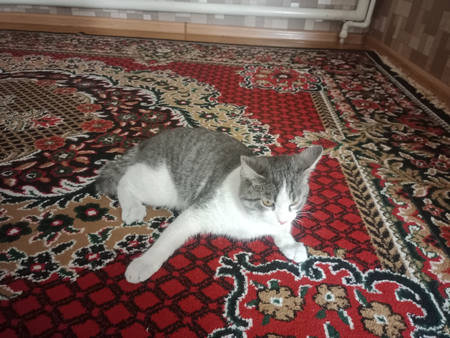 Erkak uy mushugi
