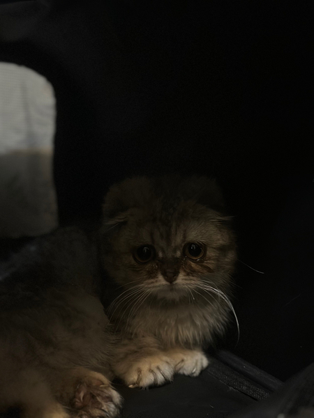 Продается котёнок