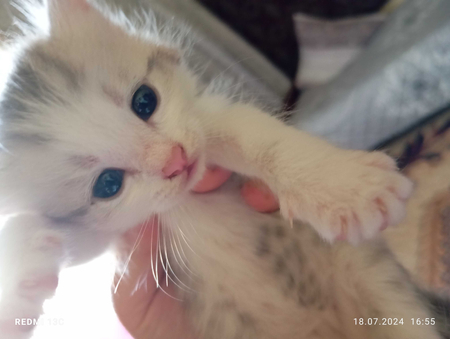 Продам котят порода шиншилла и ангорка