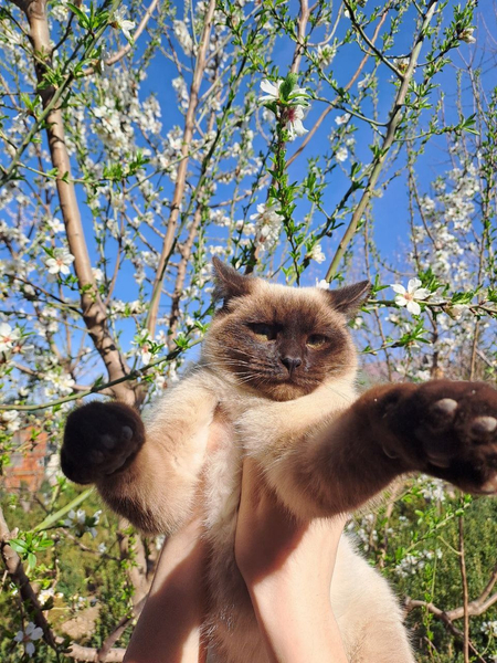 Продаю котят! Серый и Белый