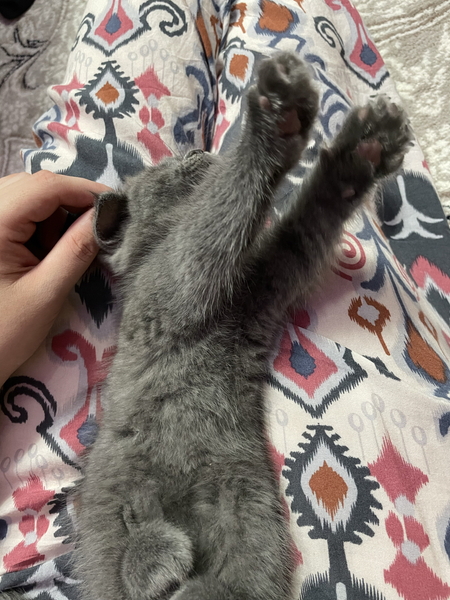 Продаеся котенок(кошка), 2 месяца, британской породы