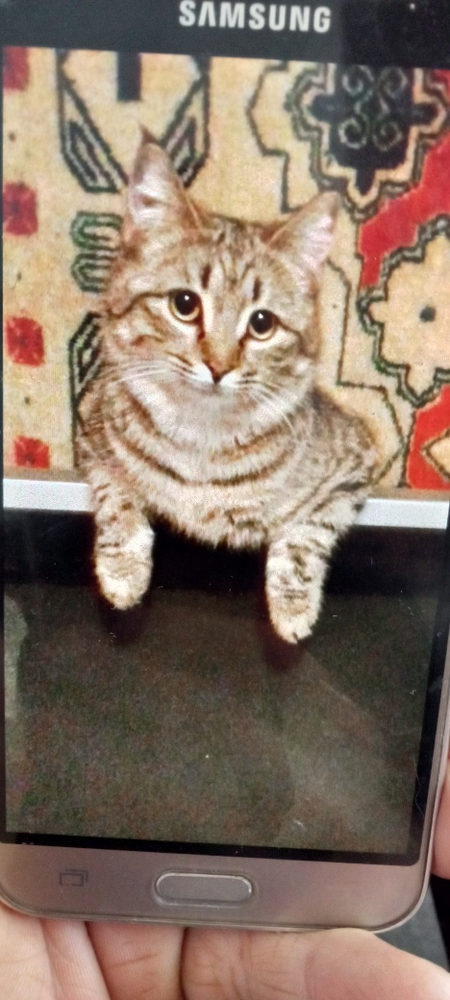продаются котята британские короткошёрстные