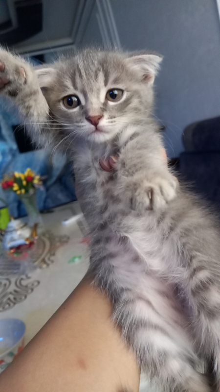 Продаётся котенок девочка 1.5 месяца