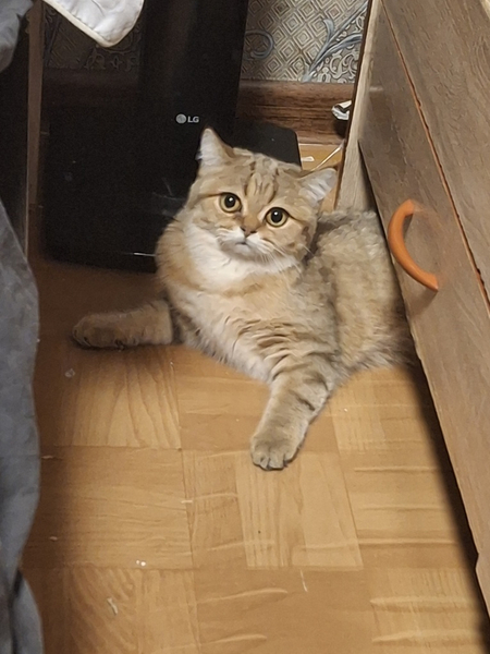 Британская шиншила