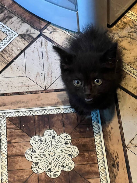Бесплатно котята в хорошие руки