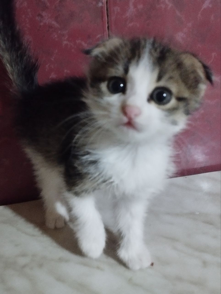 Отдам в хорошие руки котят