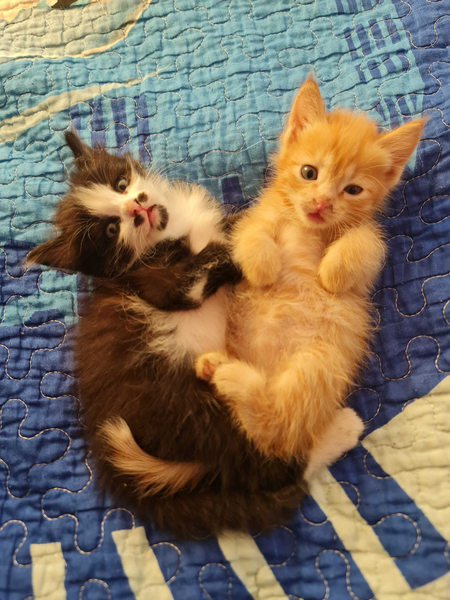 Отдам котят в добрые руки 2 месяца