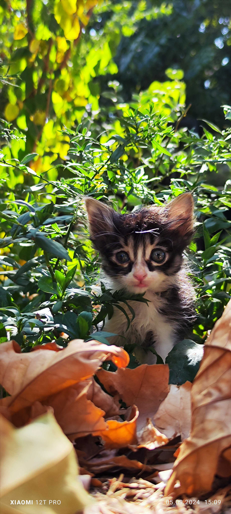 Котёнок, девочка, 1,5 месяца