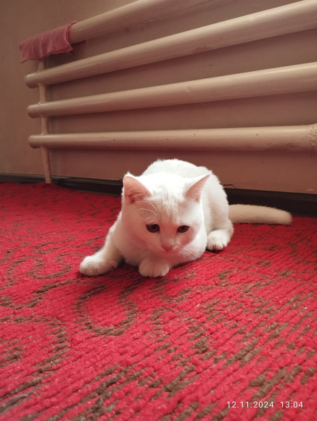 Котёнок белый сладкий