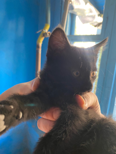 В добрые руки котята