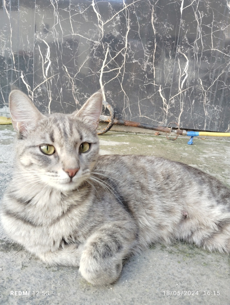 Mushuk 1,5 yillik tekinga 2lasi
