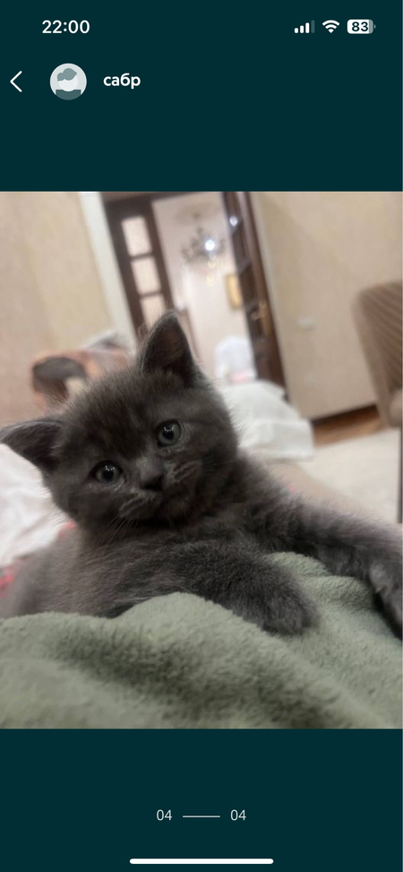 котёнок продаётся  3 месячный