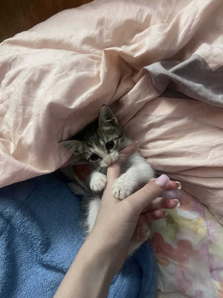 Отдам котенка в добрые руки