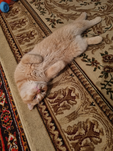 Породистая кошка