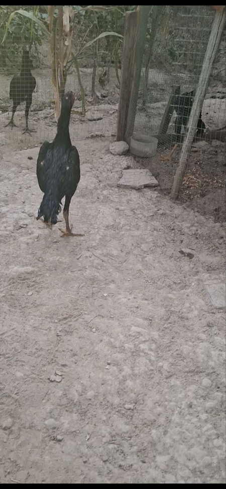 6 oylik jujaxuroz