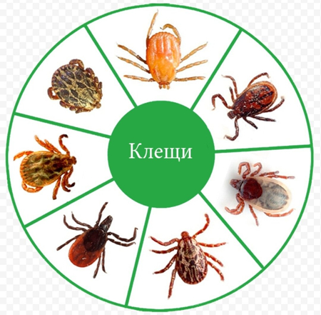 Dezinfeksiya ECO Dez