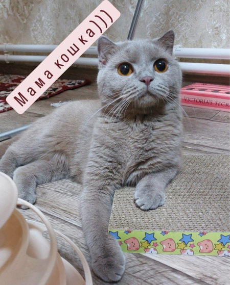 Шотенок шотландской породы