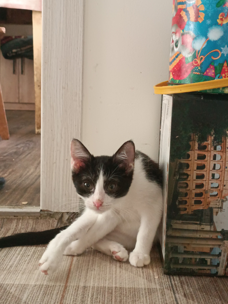 Котята в хорошие руки
