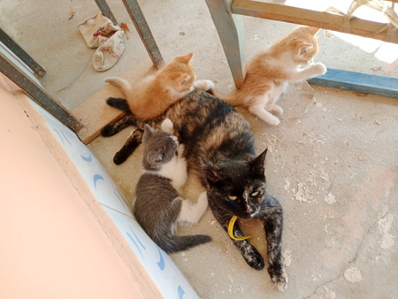 Отдам котят даром