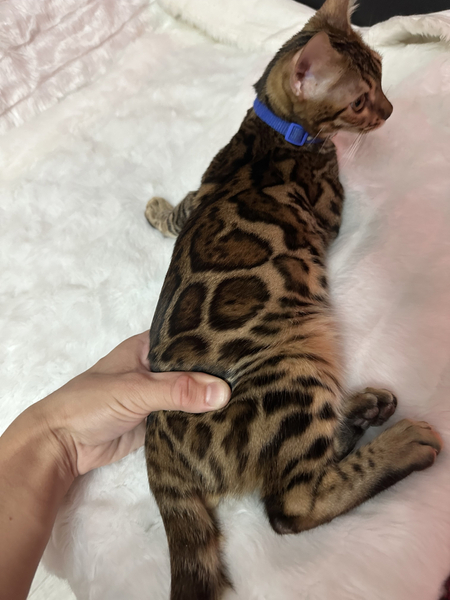 Элитные клубные бенгалськие котята!