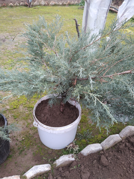 Archalar sotiladi sroʻchni donasi 500.000dan