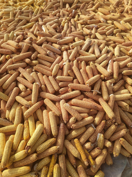 Makka joʻxori soʻtasi