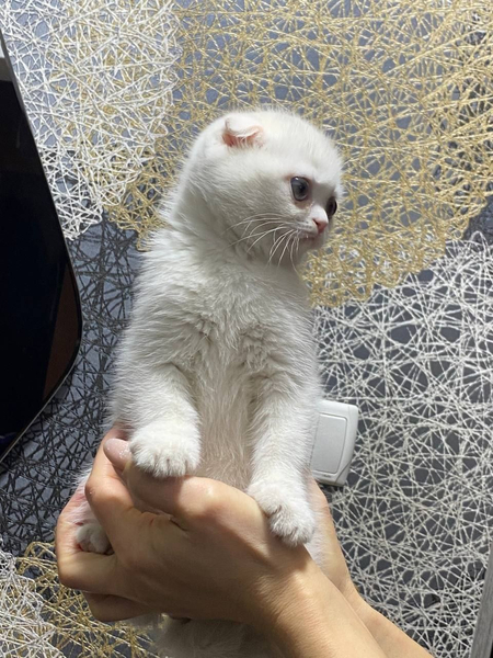 Котёнок Скоттиш Фолд