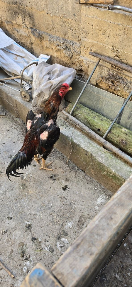 Zoti turk hozir tulovda