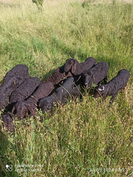 барашки кузилар 4 ойли