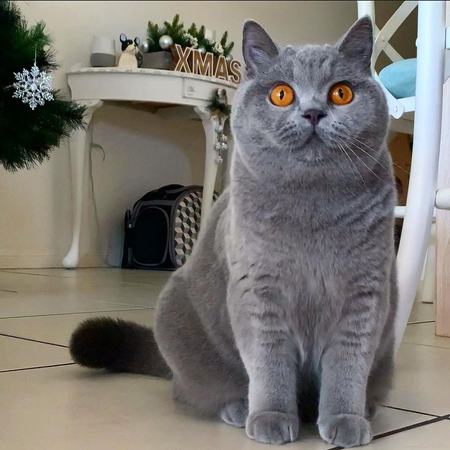 Скотиш страйт вязка