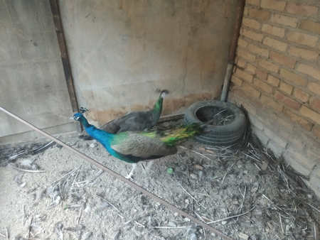 Павлин / Tovus..