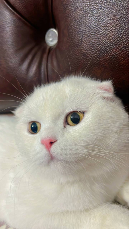 Scottish Fold Mushuk
