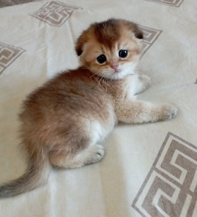 Шотландские шиншилы 1.5 мес. Мальчики