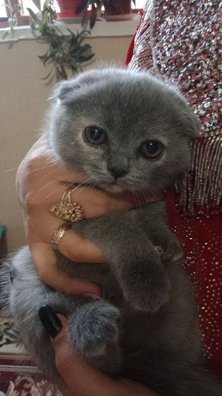 Кошка пародистая