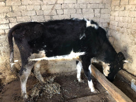 Корова 2.5 года Ğunojin 2.5 yoshli