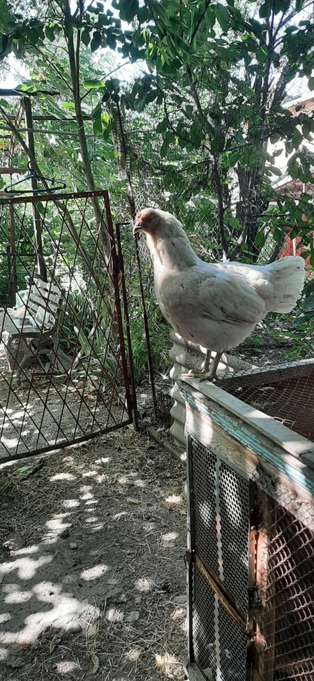 Куры несушки, домашние