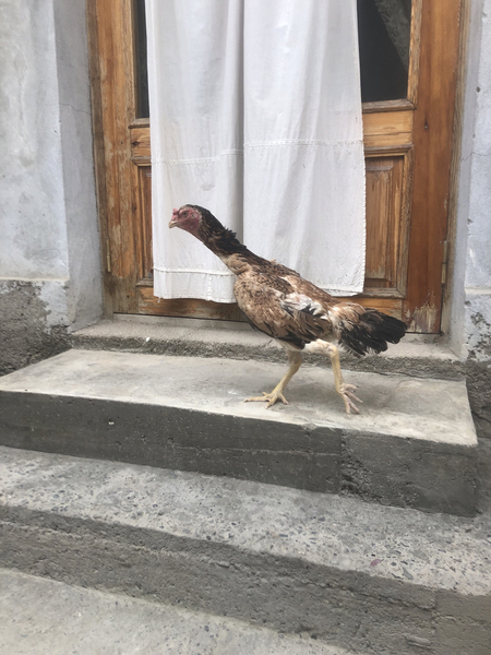 Дакан хуроз сотилади