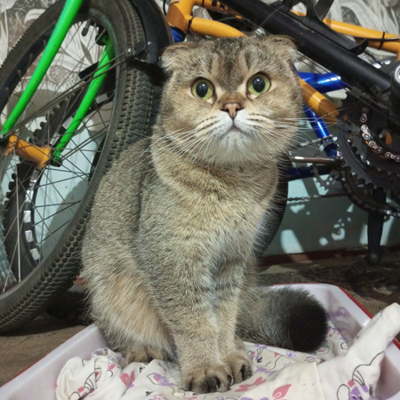 Ищем для кошке жениха