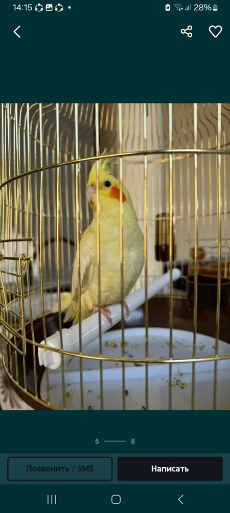 Продаётся ручной карелла
